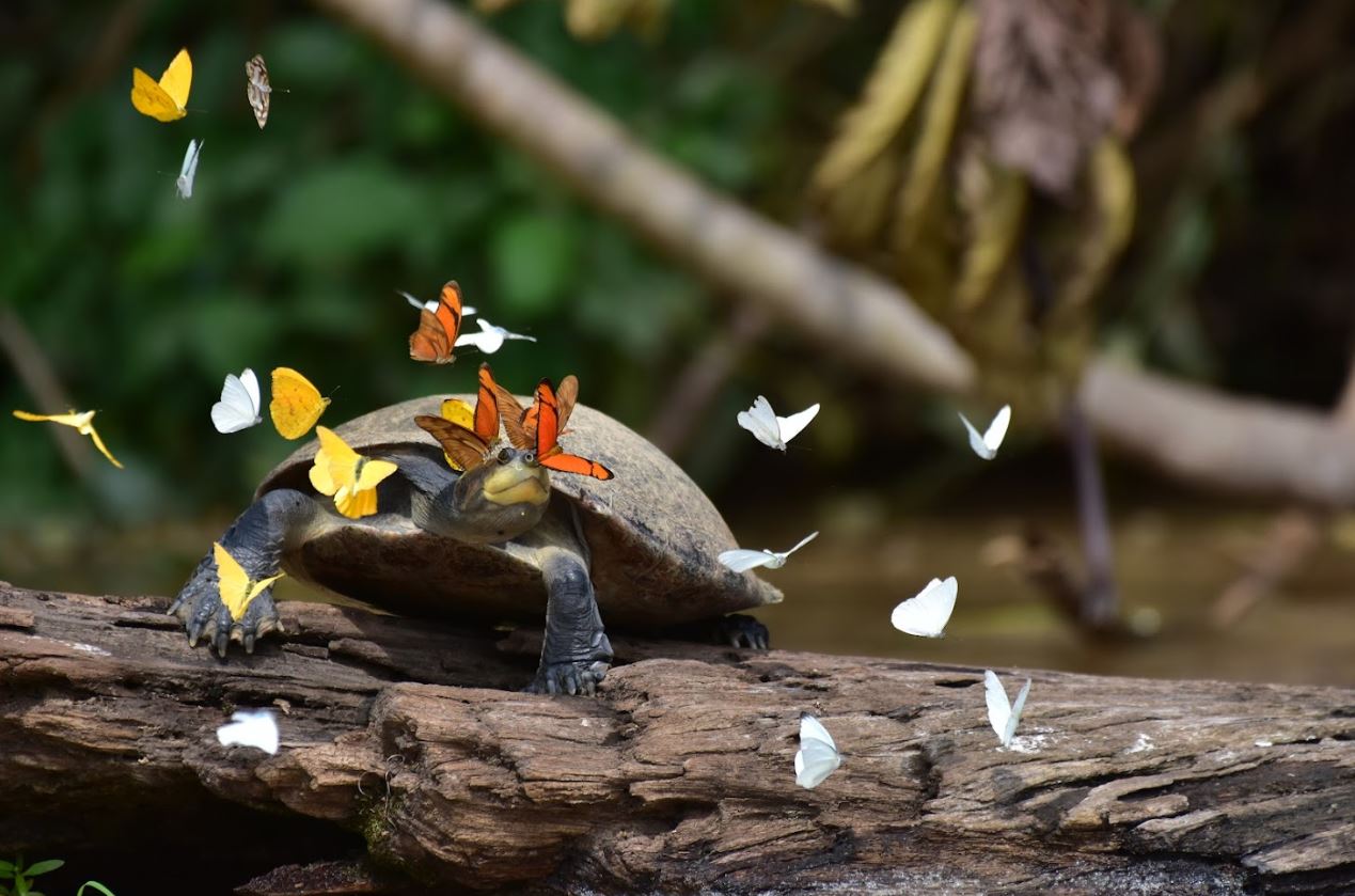 Parque Nacional del Manu - Blog de Agencia de Viajes